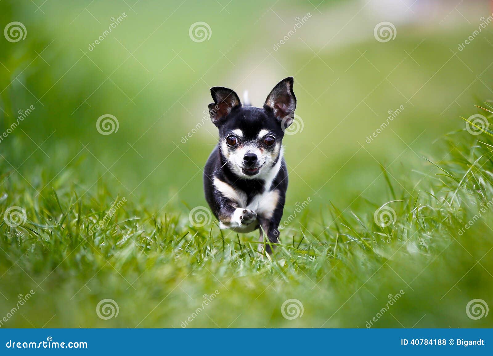 Running chihuahua stock photo. Image of outdoors, grass - 40784188