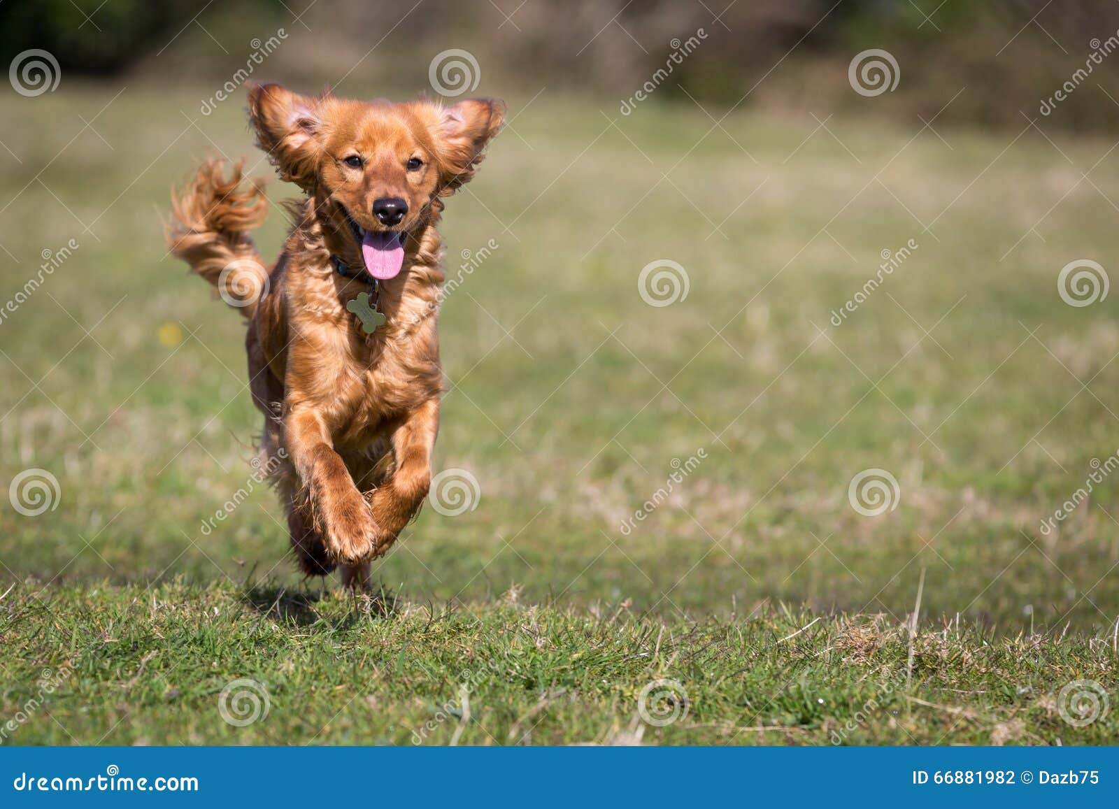 Running cockapoo stock photo. Image of miniature, happiness - 66881982