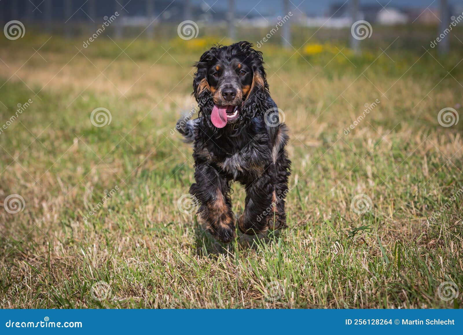 Running cocker spaniel stock photo. Image of puppy, running - 256128264