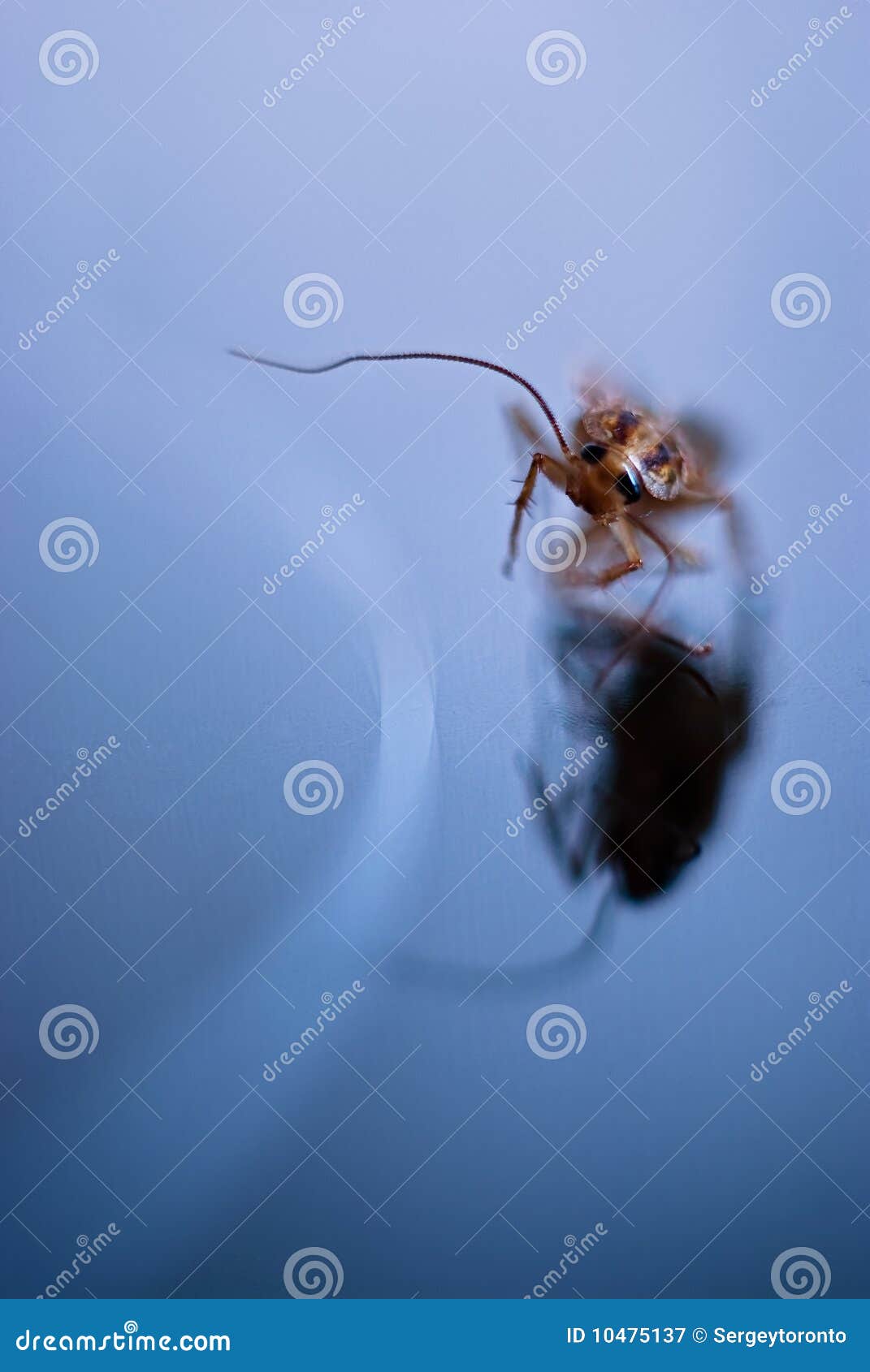 Running cockroach stock image. Image of body, back, details - 10475137