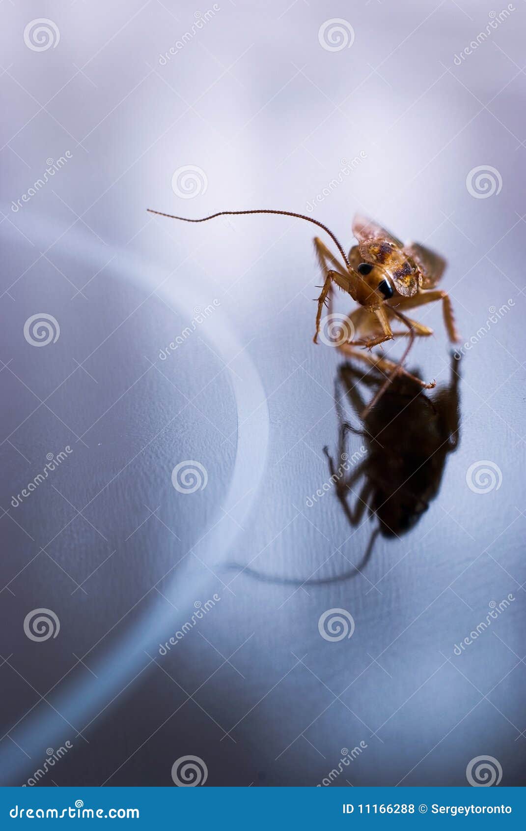 Running cockroach stock photo. Image of animals, running - 11166288
