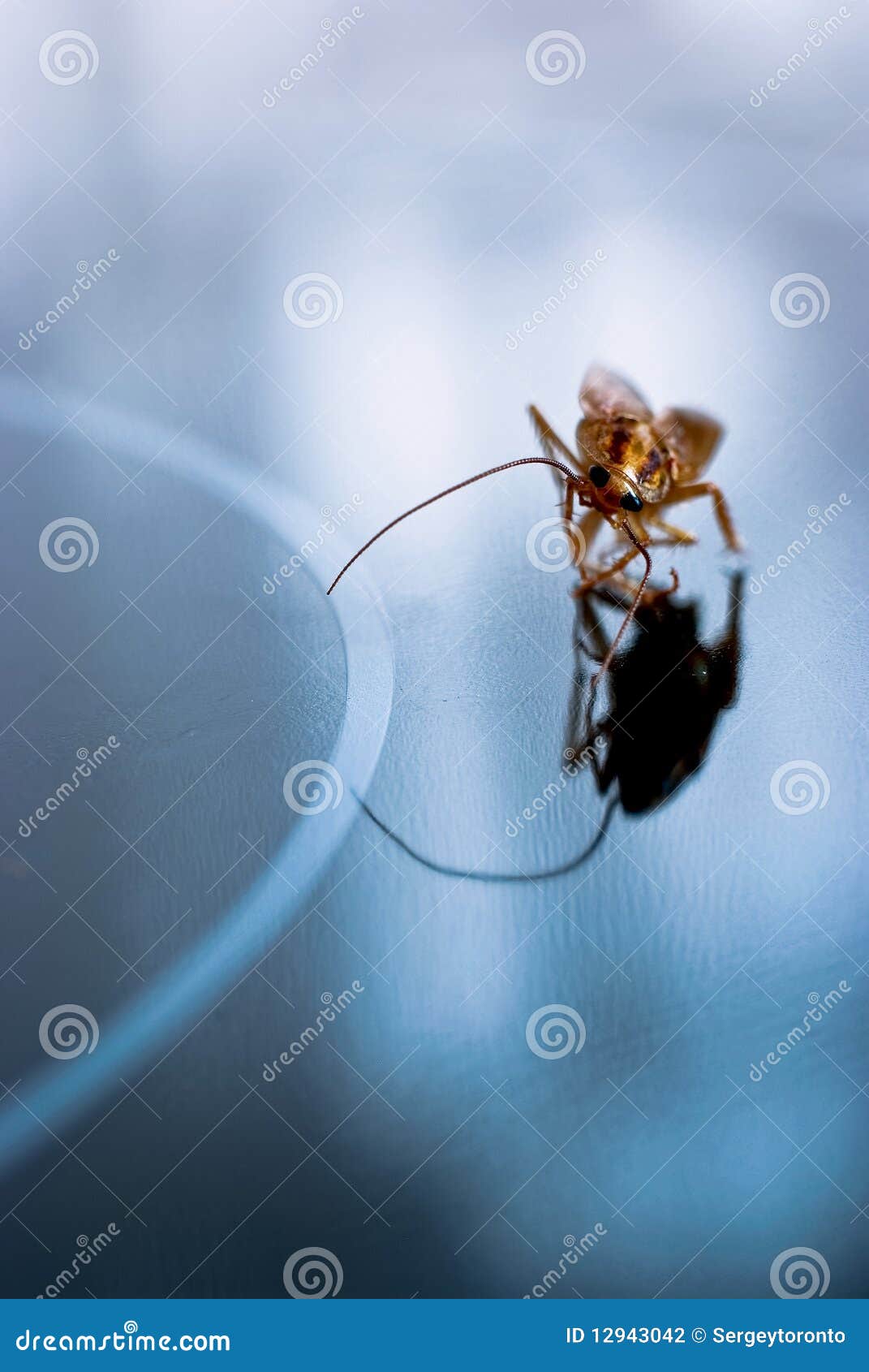 Running cockroach stock photo. Image of velocity, disgust - 12943042