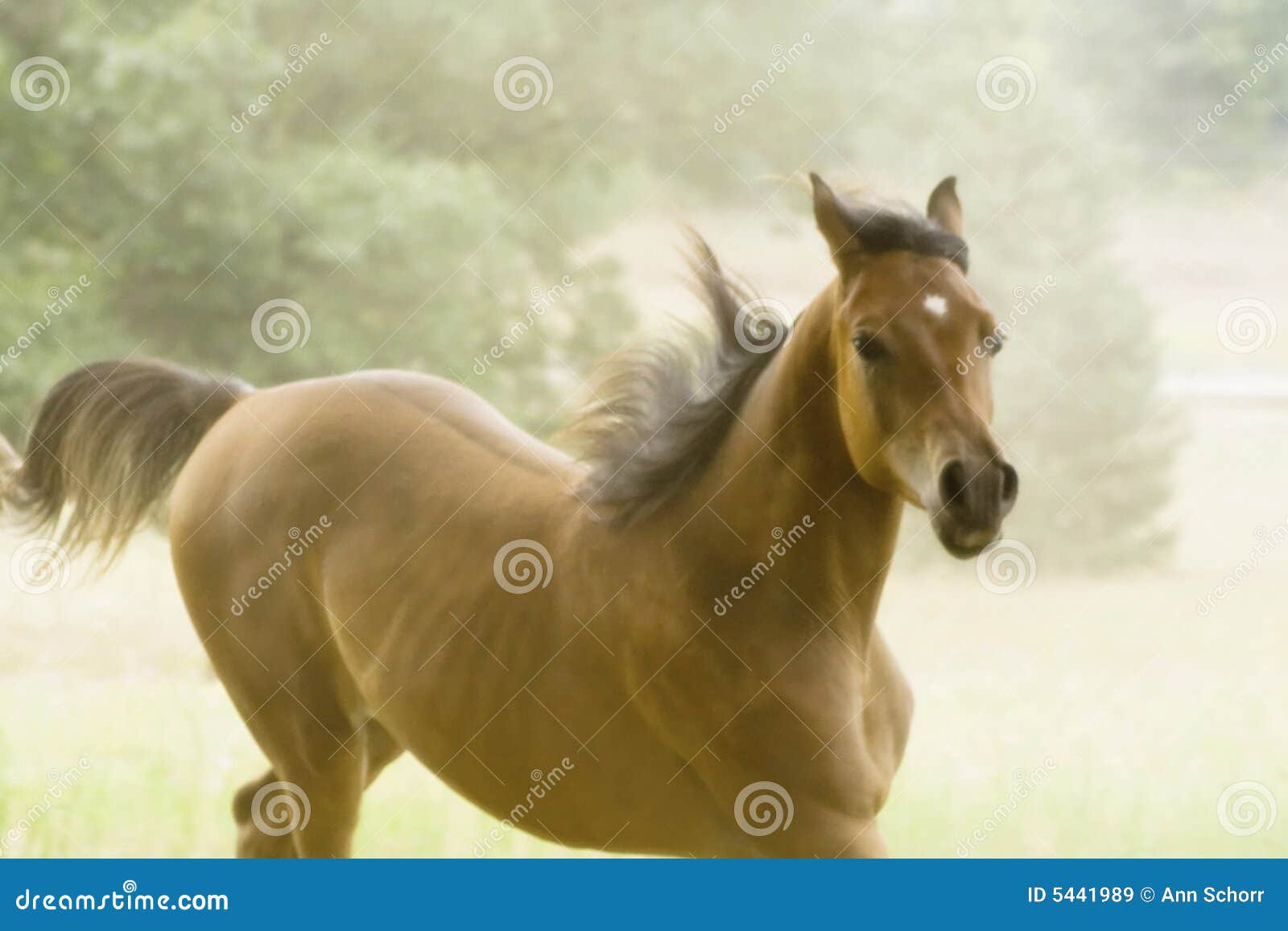 Running colt stock image. Image of breed, young, horse - 5441989