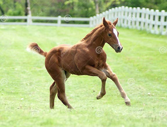 Running colt stock image. Image of playing, brown, colt - 8798641