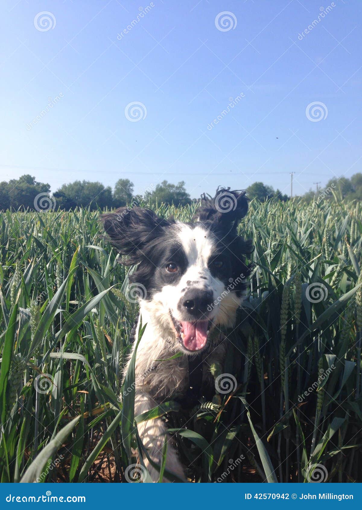 Running through the corn stock photo. Image of outdoor - 42570942