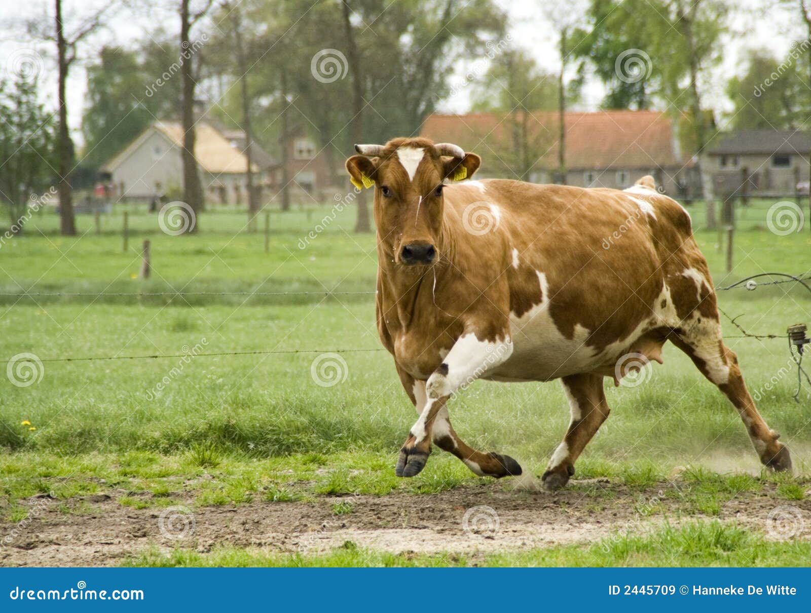 Running cow stock image. Image of farm, movement, country - 2445709