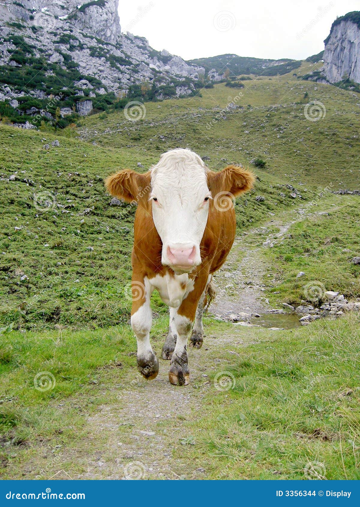 Running cow stock photo. Image of nature, animal, bavarian - 3356344