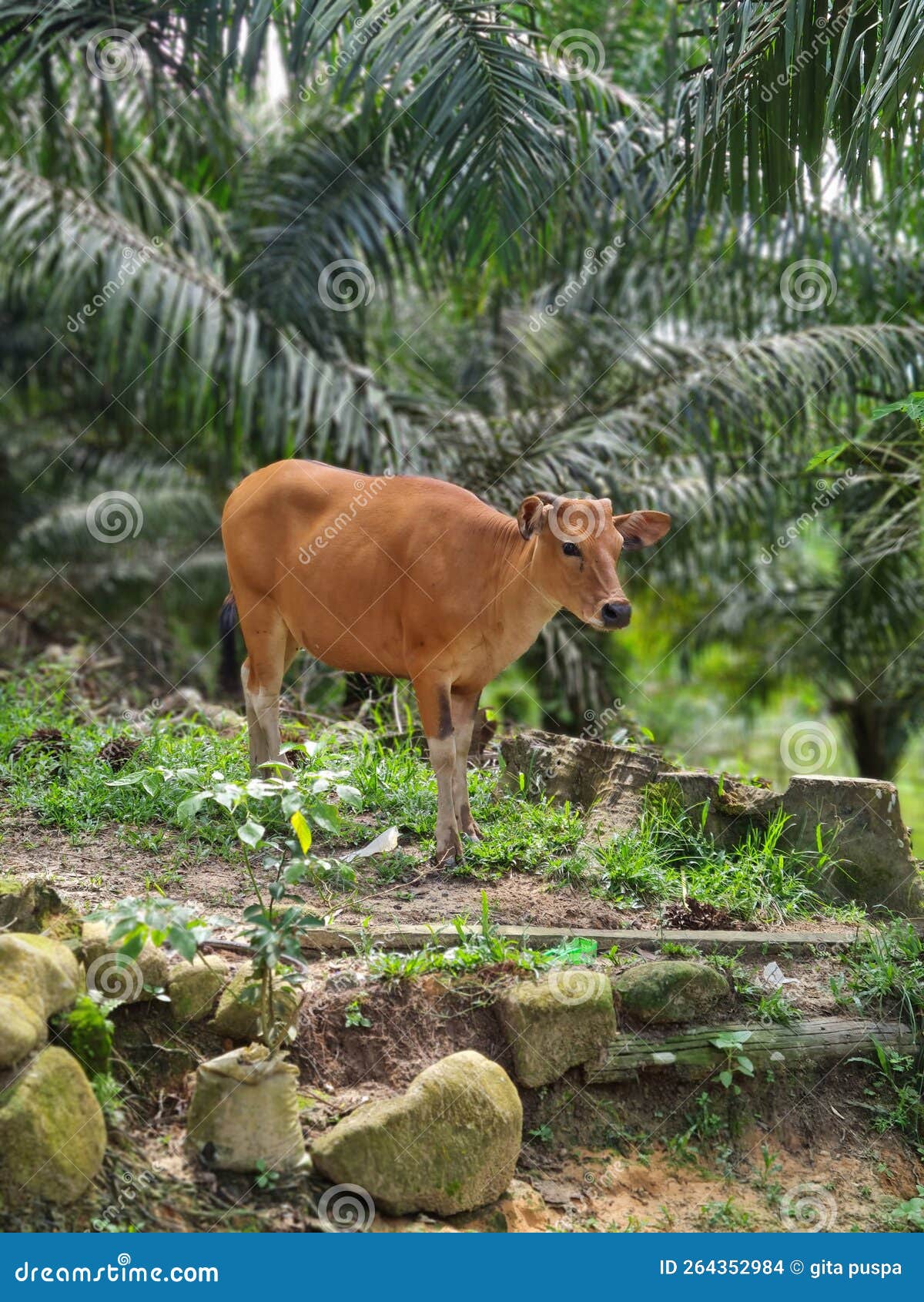 Running Cow in the Hill Eating Grass Stock Photo - Image of mammal ...
