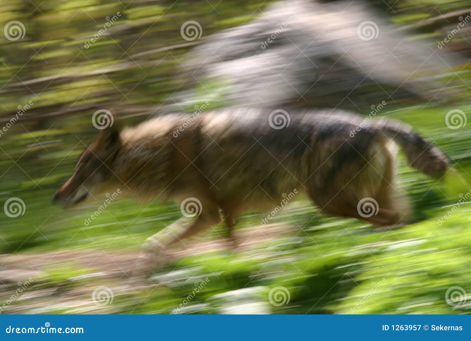 Running coyote stock image. Image of mammal, predator - 1263957