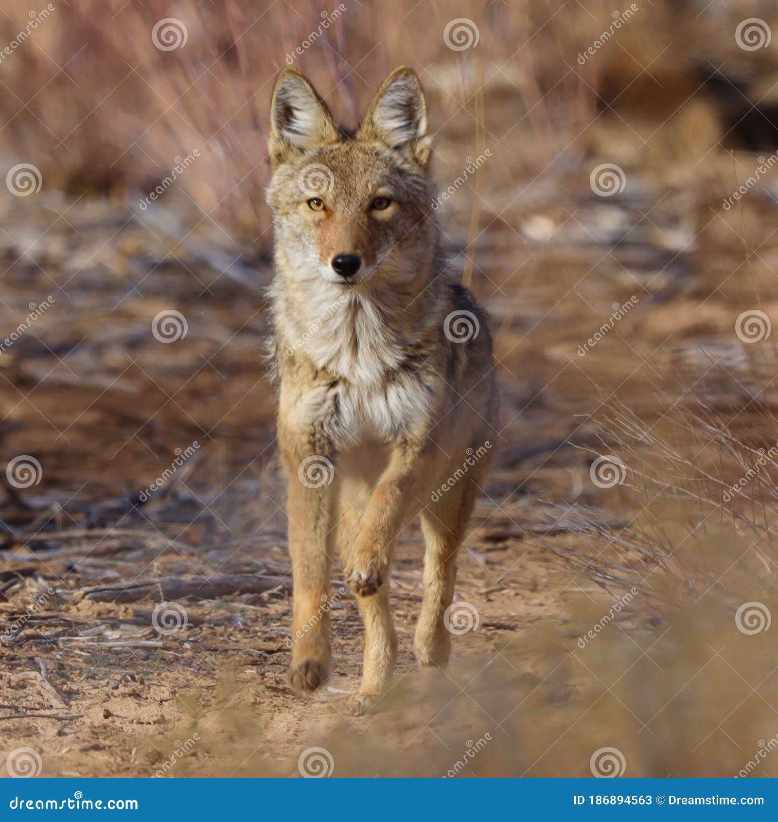 A running coyote stock image. Image of wildlife, nature - 186894563
