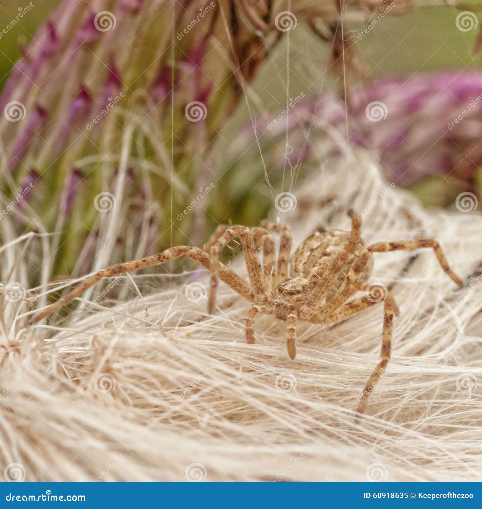 Running Crab Spider stock image. Image of biology, close - 60918635