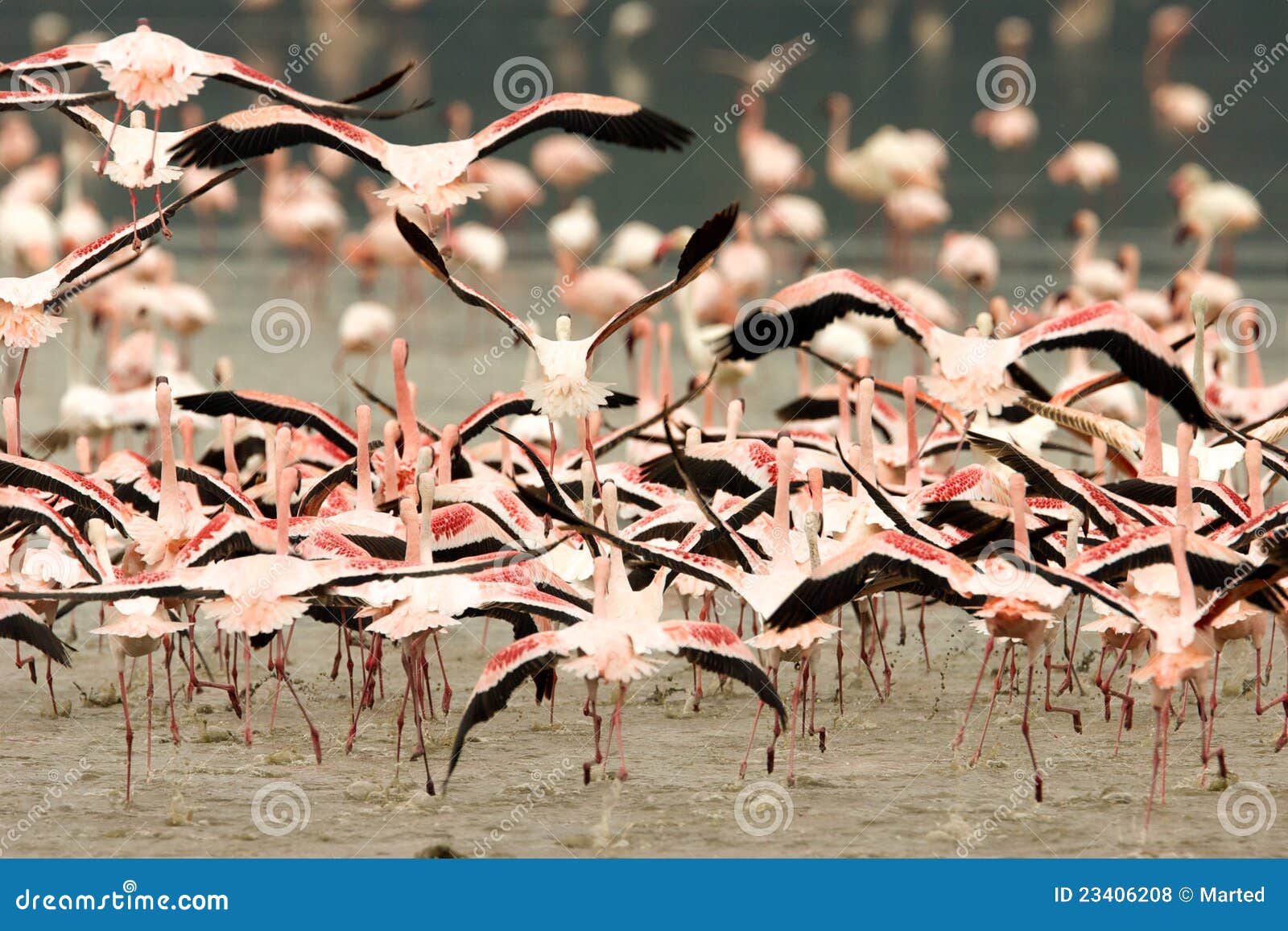 Running Crowd of Flamingo stock photo. Image of serengeti - 23406208