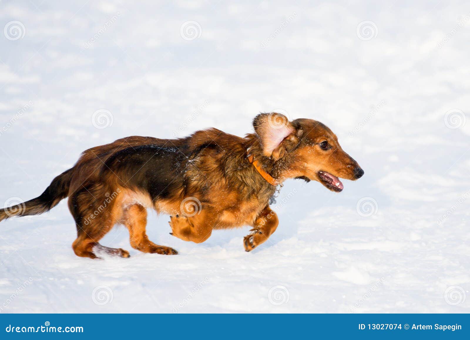 Running Dachshund stock photo. Image of small, speed - 13027074