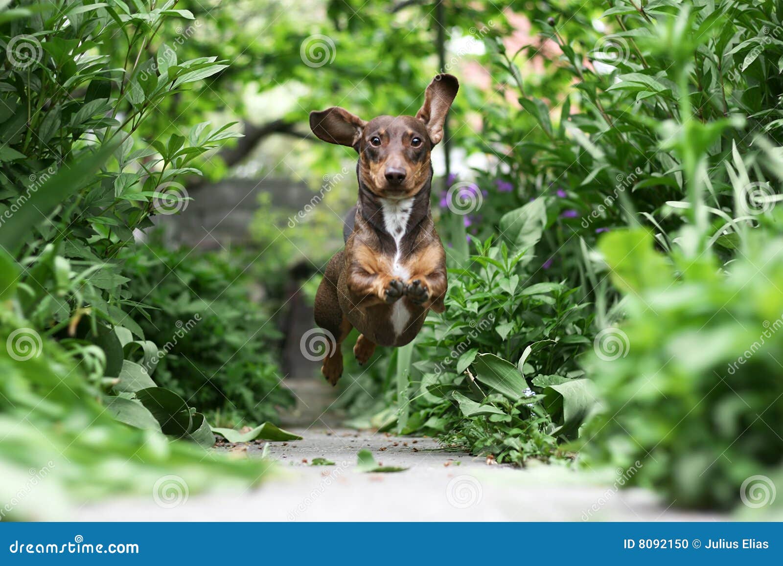 Running Dachshund stock photo. Image of closeup, nose - 8092150