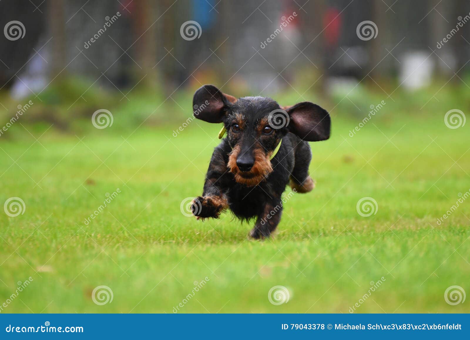 Running dachshund stock photo. Image of standard, cute - 79043378
