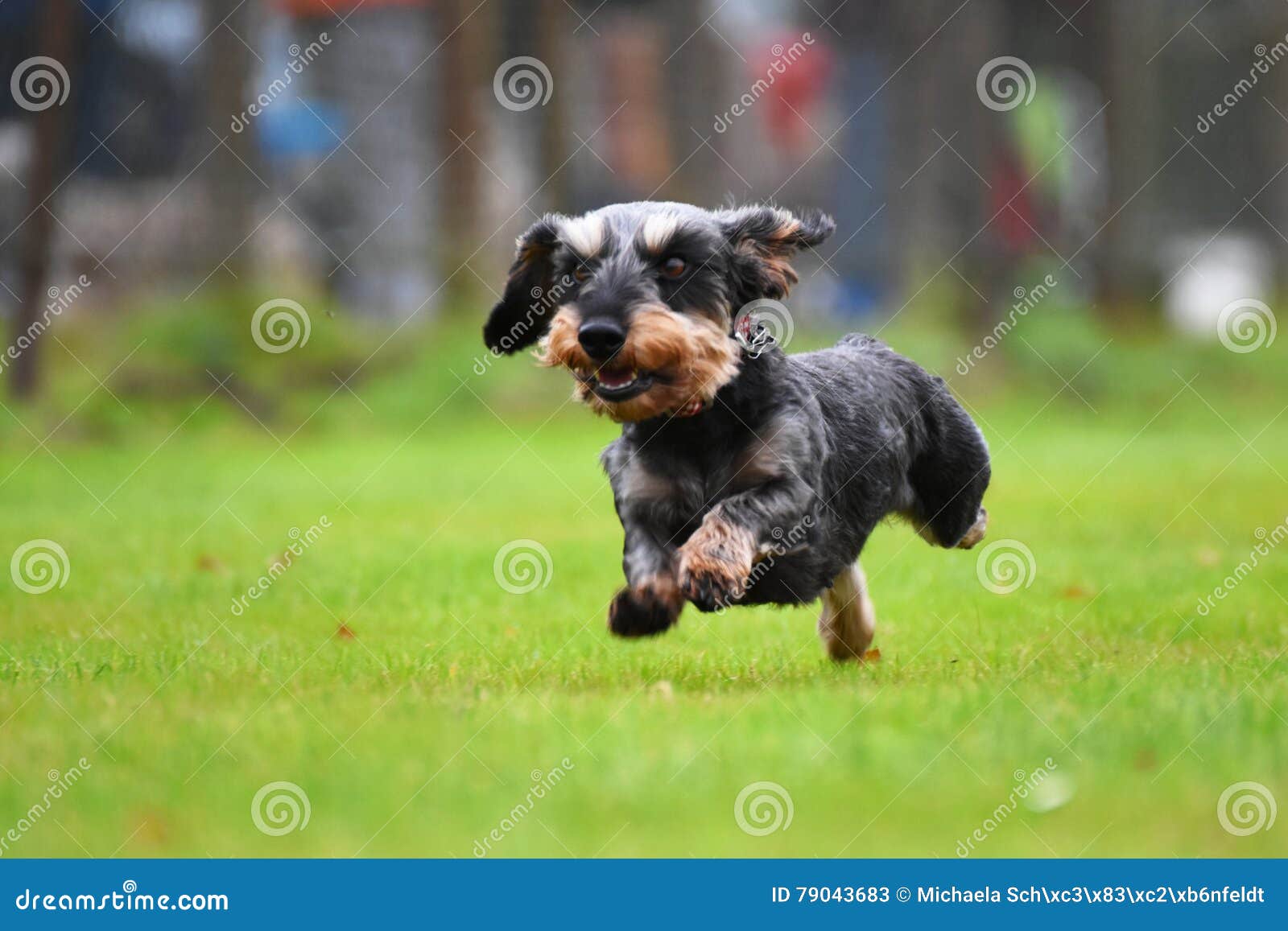 Running dachshund stock image. Image of grey, active - 79043683