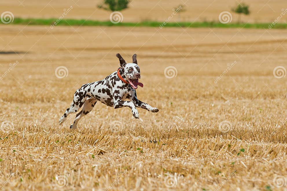 Running dalmatian stock photo. Image of nature, beautiful - 28732948