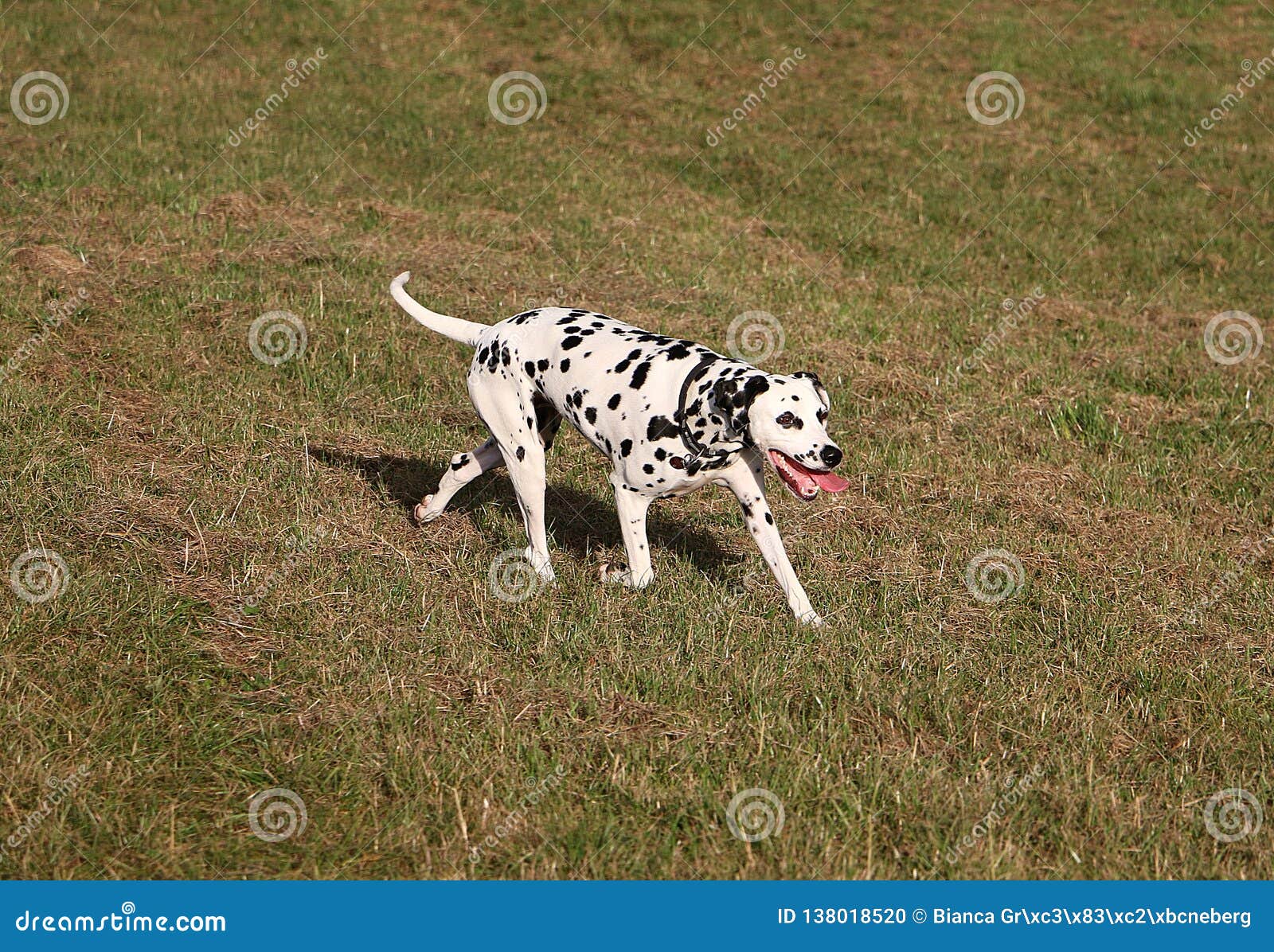 Running dalmatian dog stock photo. Image of animal, action - 138018520
