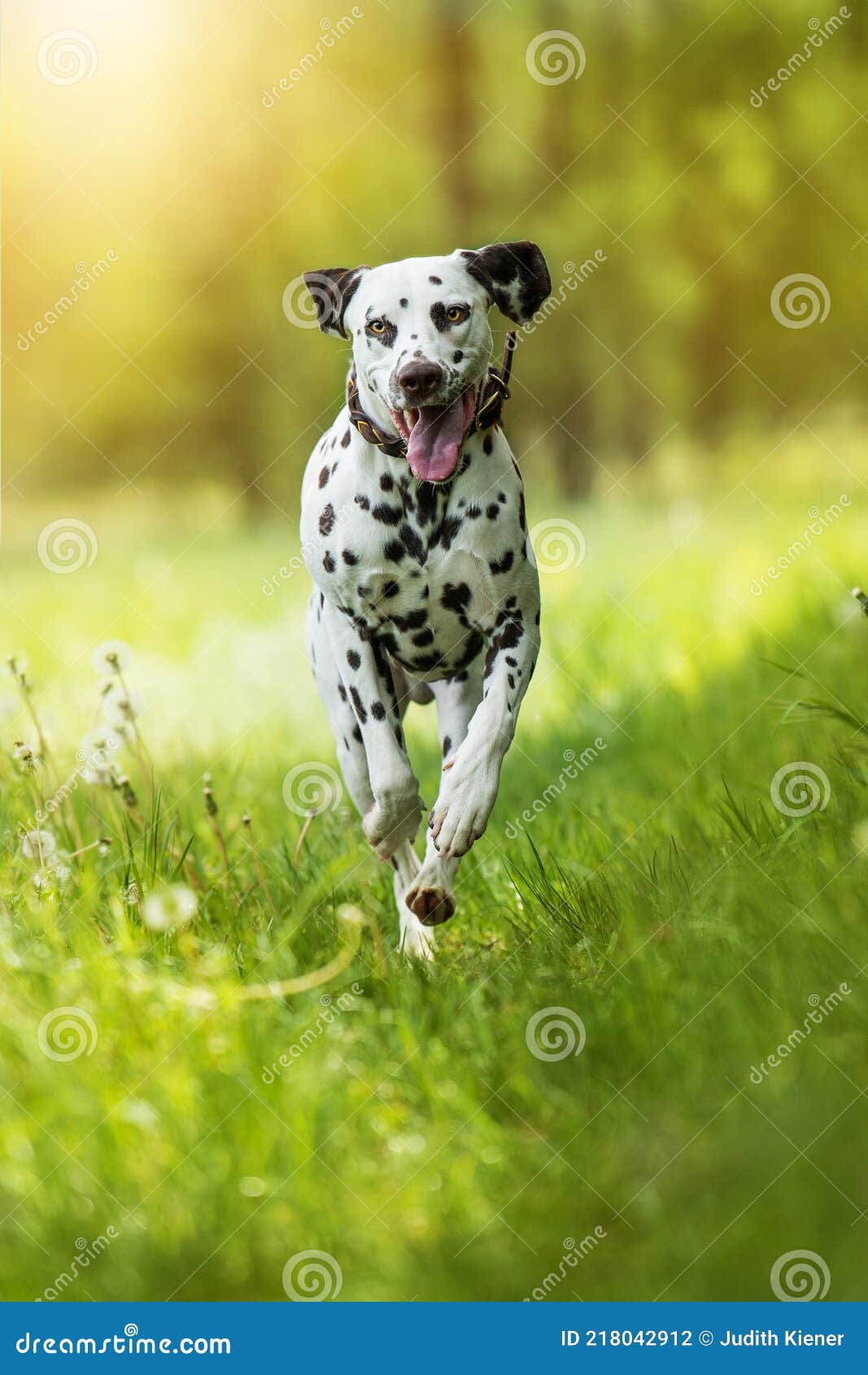 Running Dalmatian Dog in a Meadow Stock Photo - Image of breed, animal ...