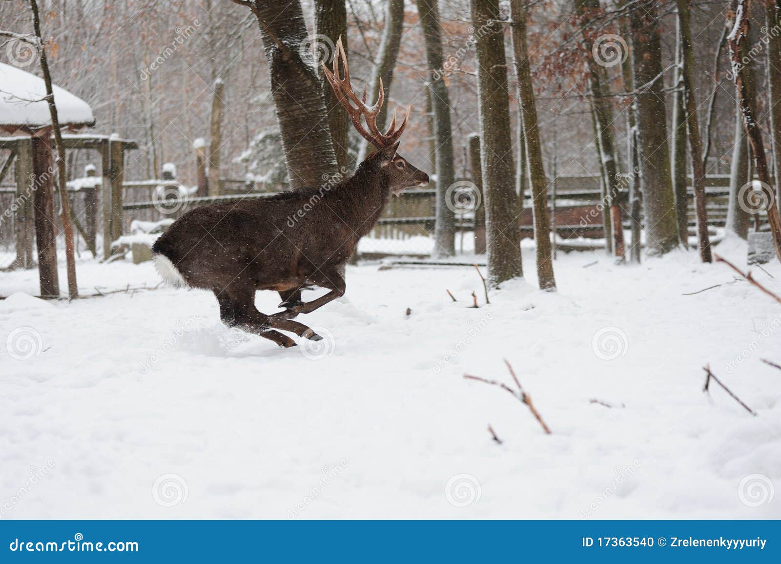 Running deer stock photo. Image of animal, running, winter - 17363540