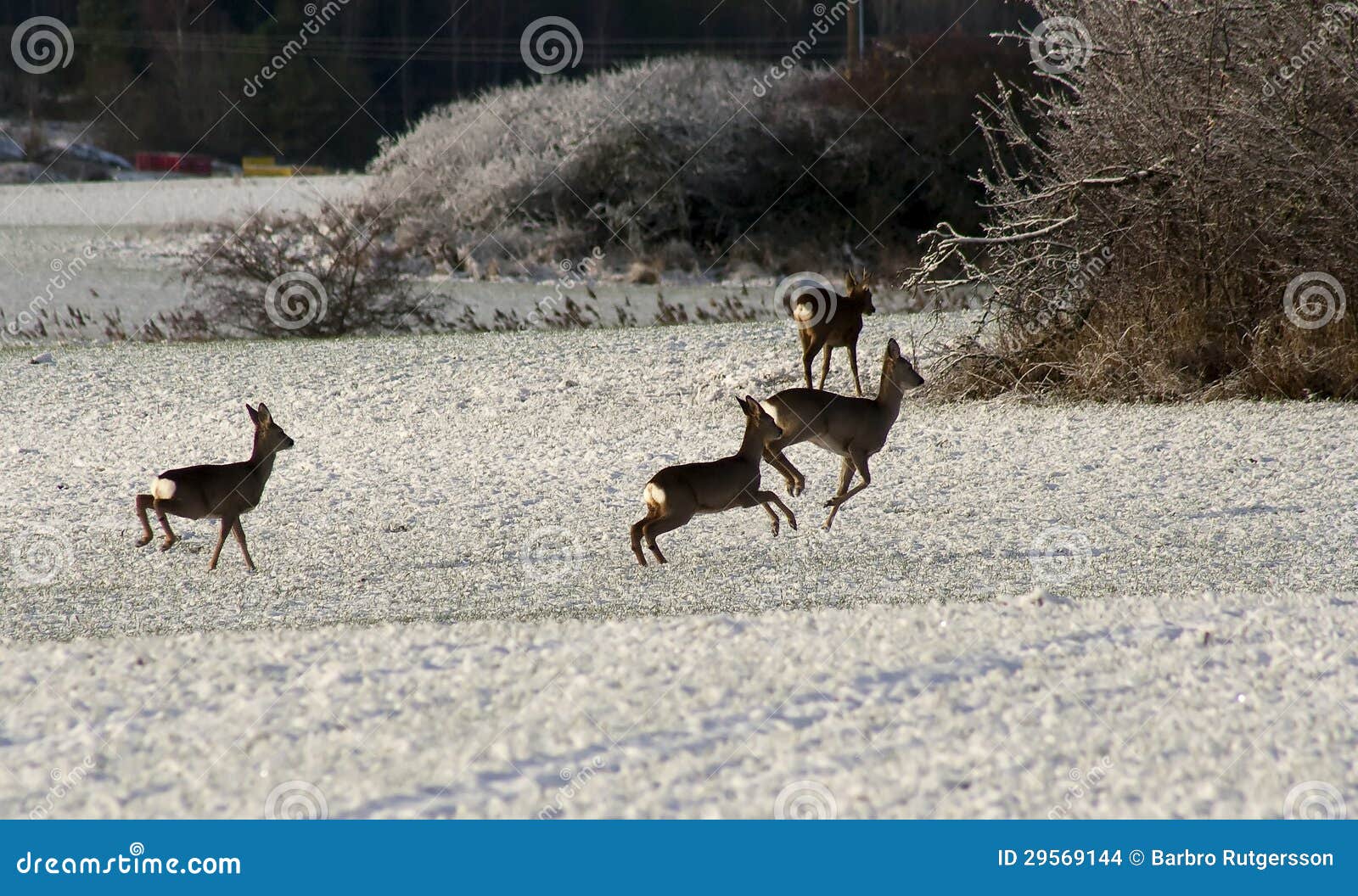 Running deer stock photo. Image of fields, family, animals - 29569144