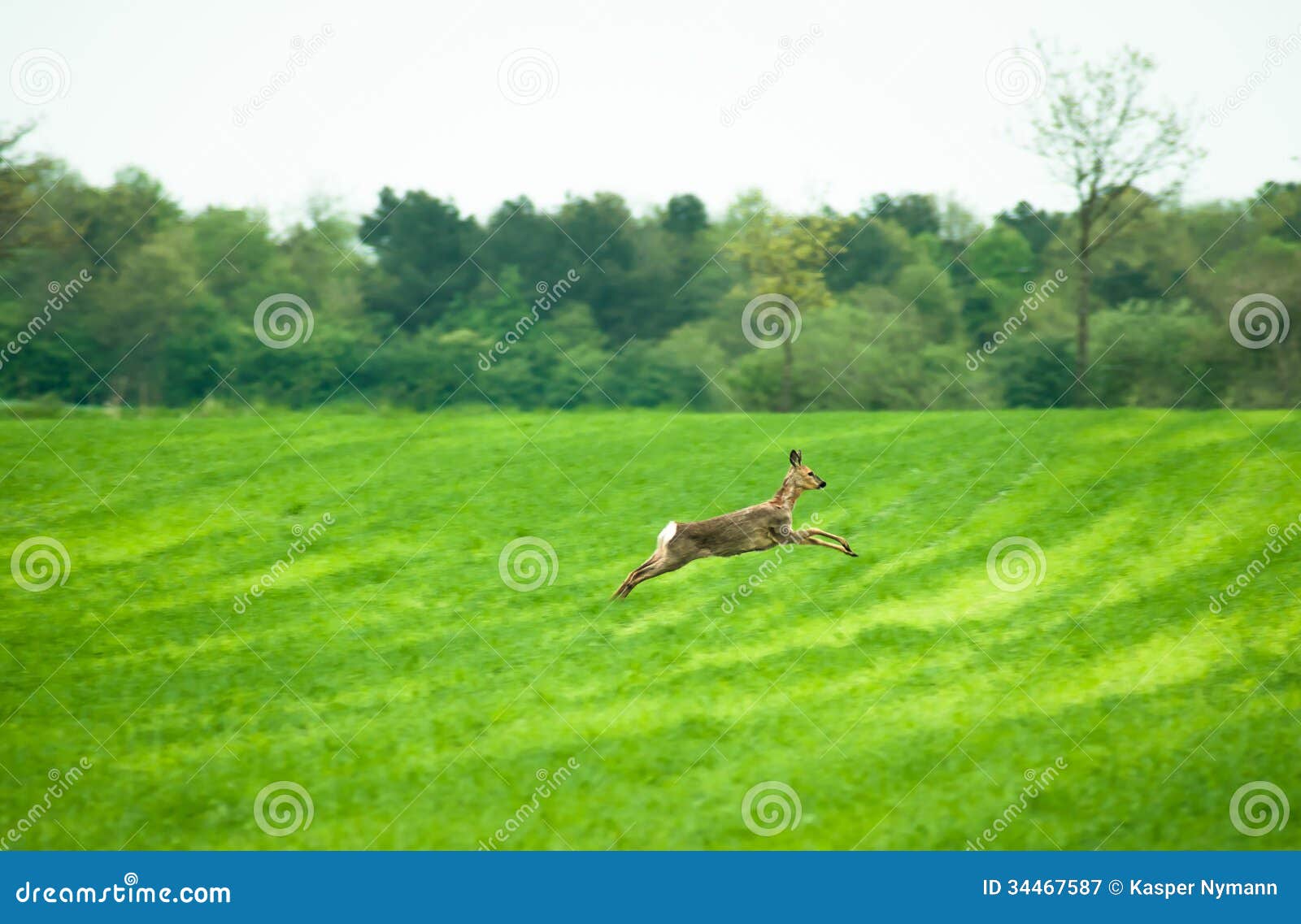 Running deer stock image. Image of brown, nature, countryside - 34467587