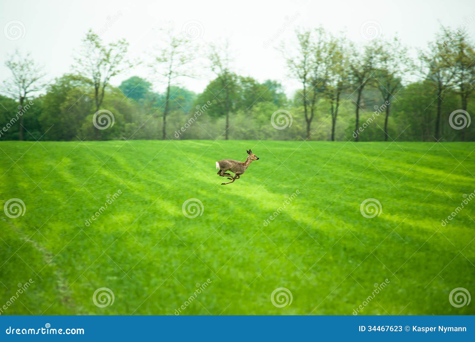 Running deer stock image. Image of outdoor, looking, organic - 34467623