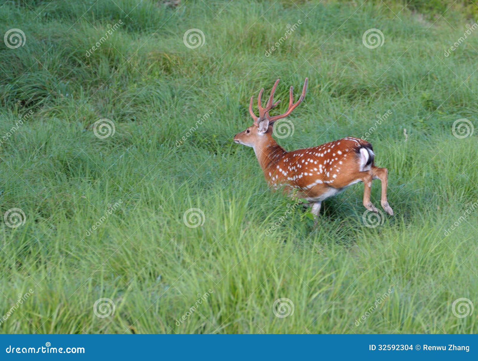 The running deer stock photo. Image of male, deer, guide - 32592304