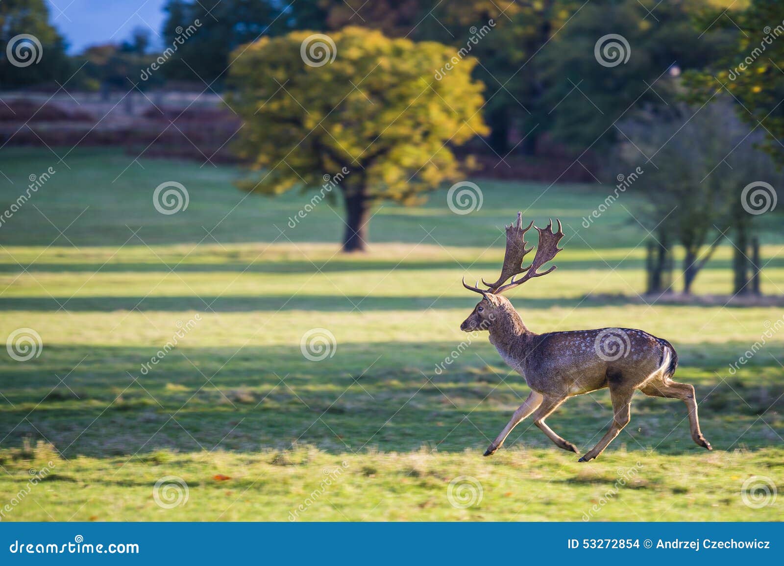 Running deer stock photo. Image of running, tree, deer - 53272854