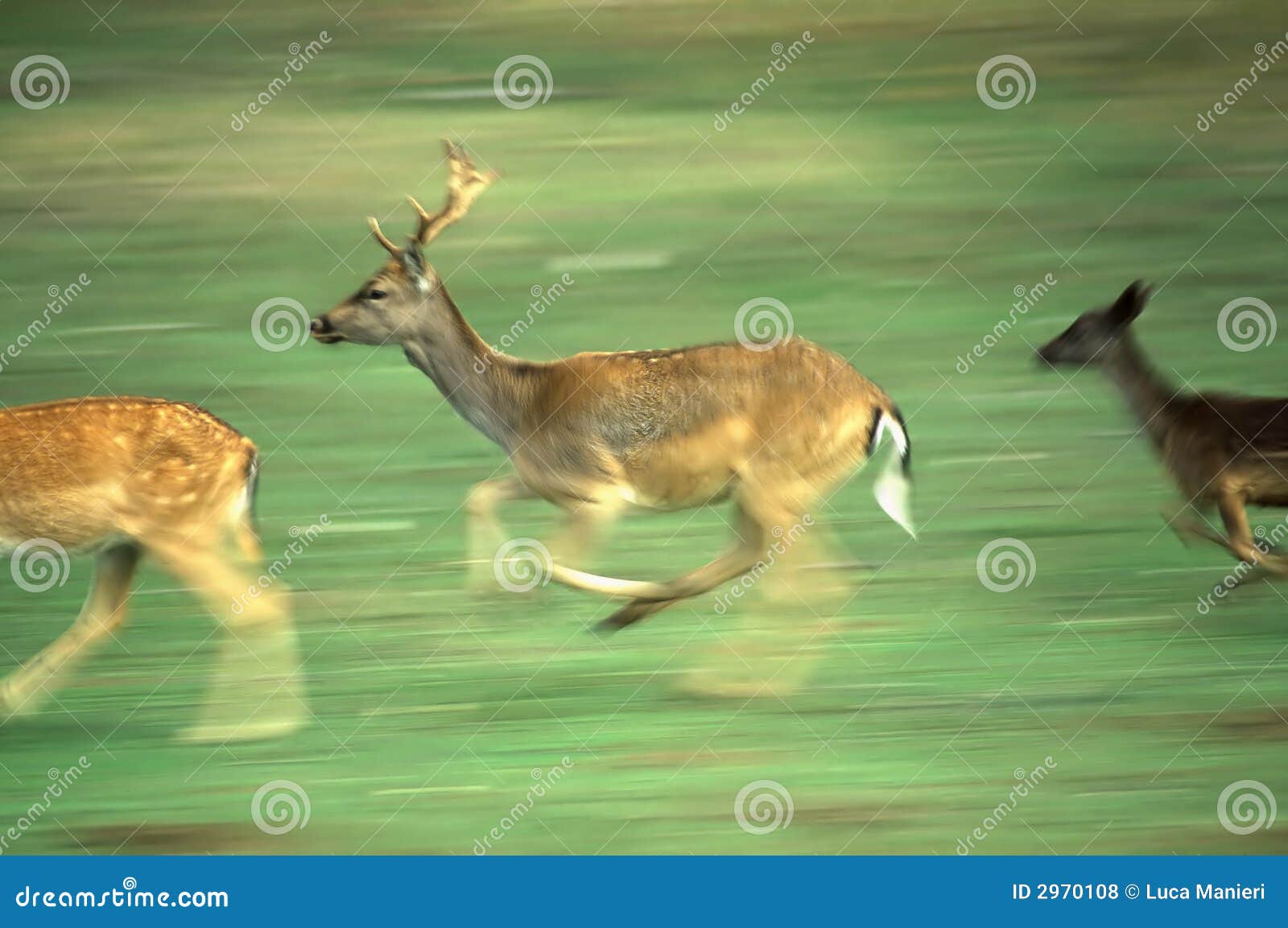 Running deers stock photo. Image of blur, mammal, deer - 2970108