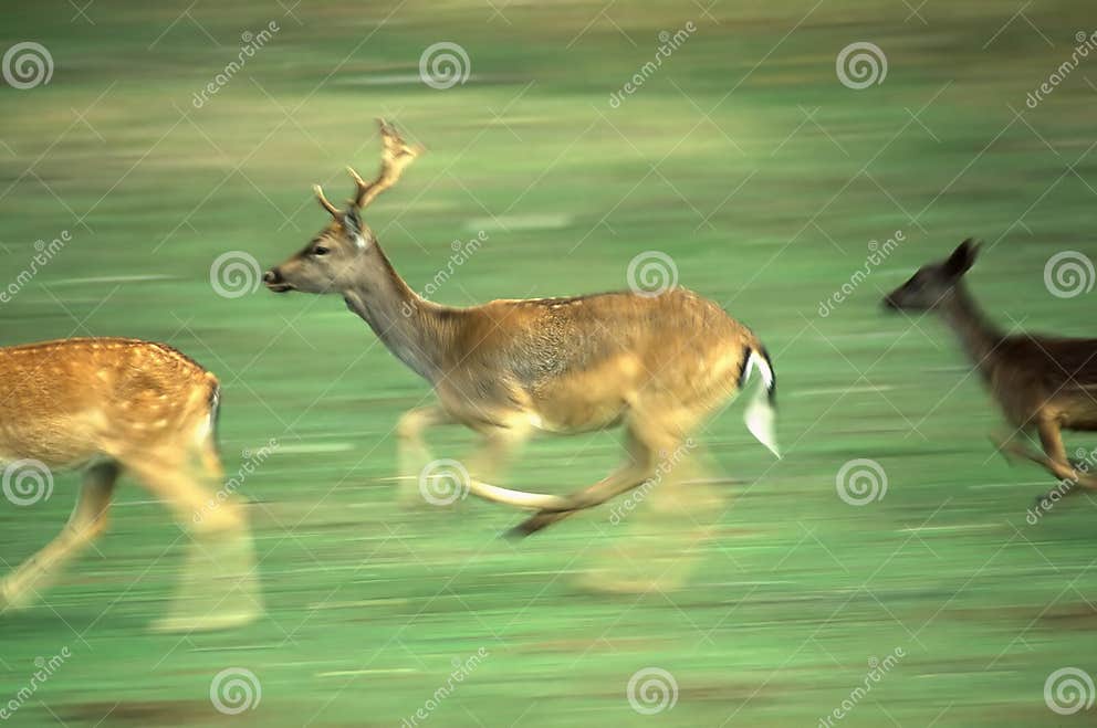 Running deers stock photo. Image of blur, mammal, deer - 2970108