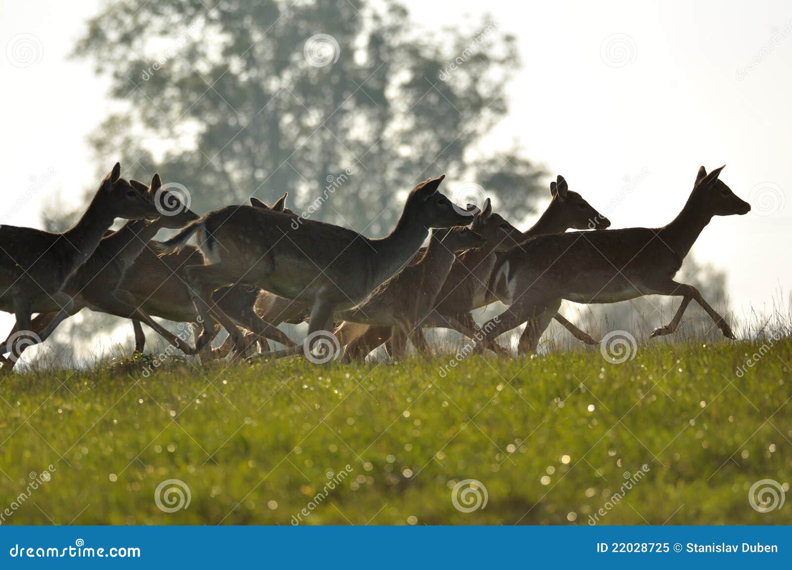 Running Deers Herd on Grass Stock Image - Image of buck, antlers: 22028725