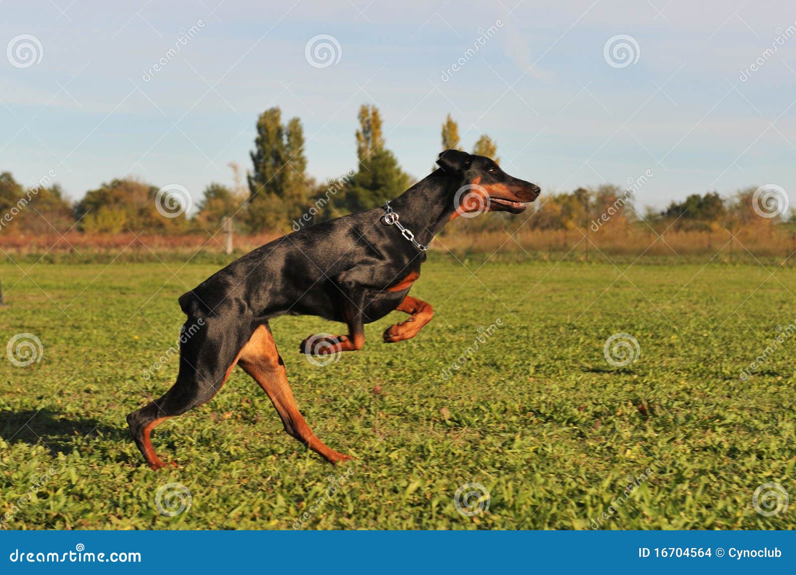 Running doberman stock photo. Image of guard, meadow - 16704564