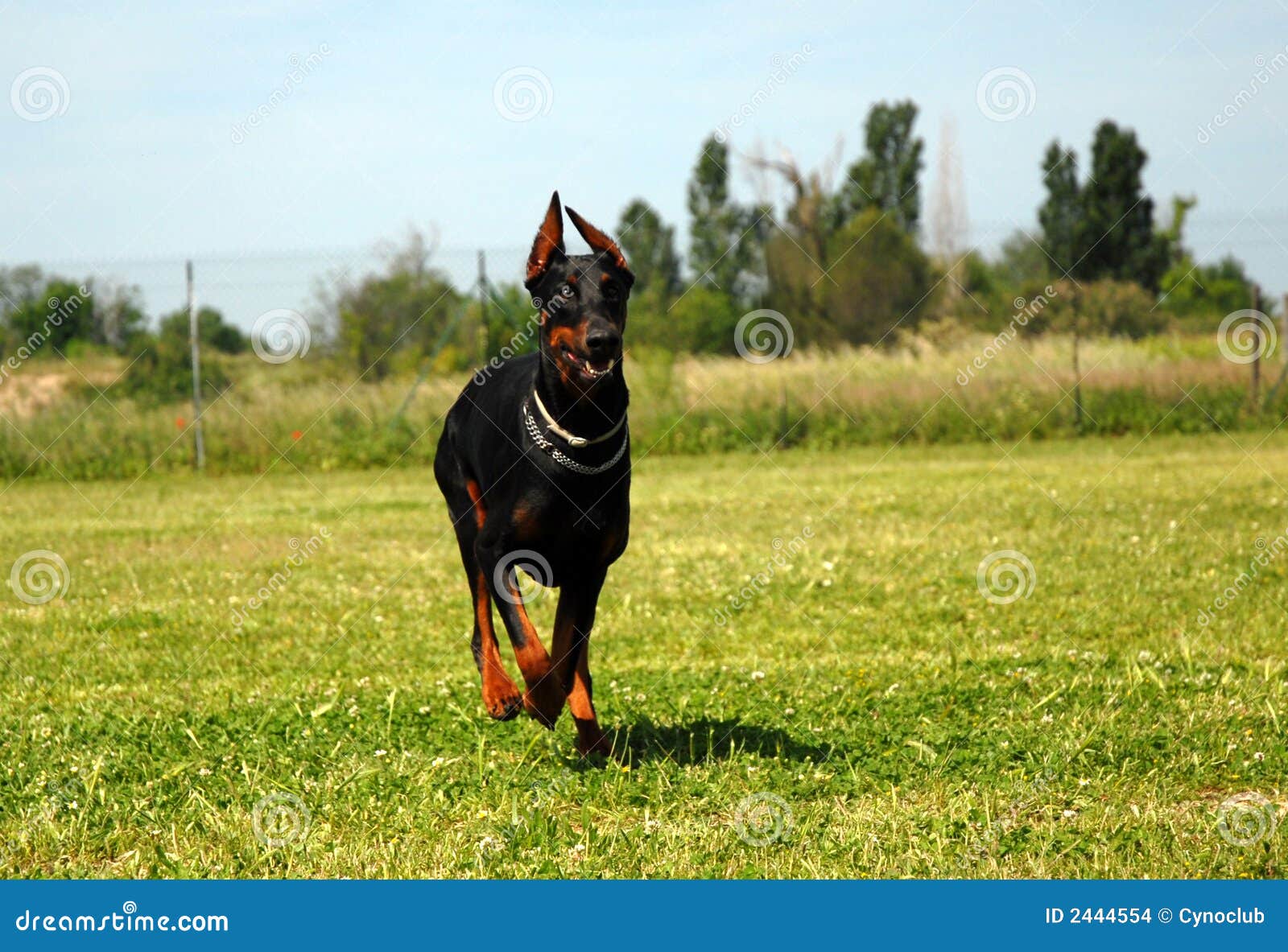 Running doberman stock photo. Image of companion, canine - 2444554