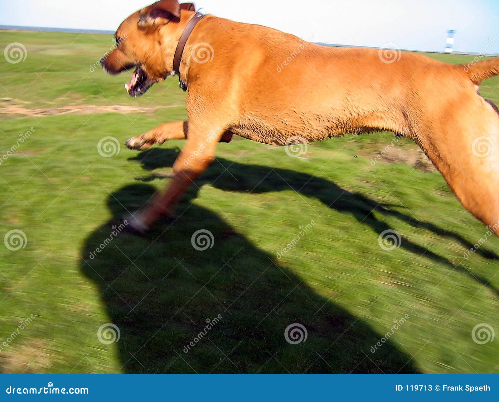 Running Dog stock image. Image of doggy, motion, horizontal - 119713
