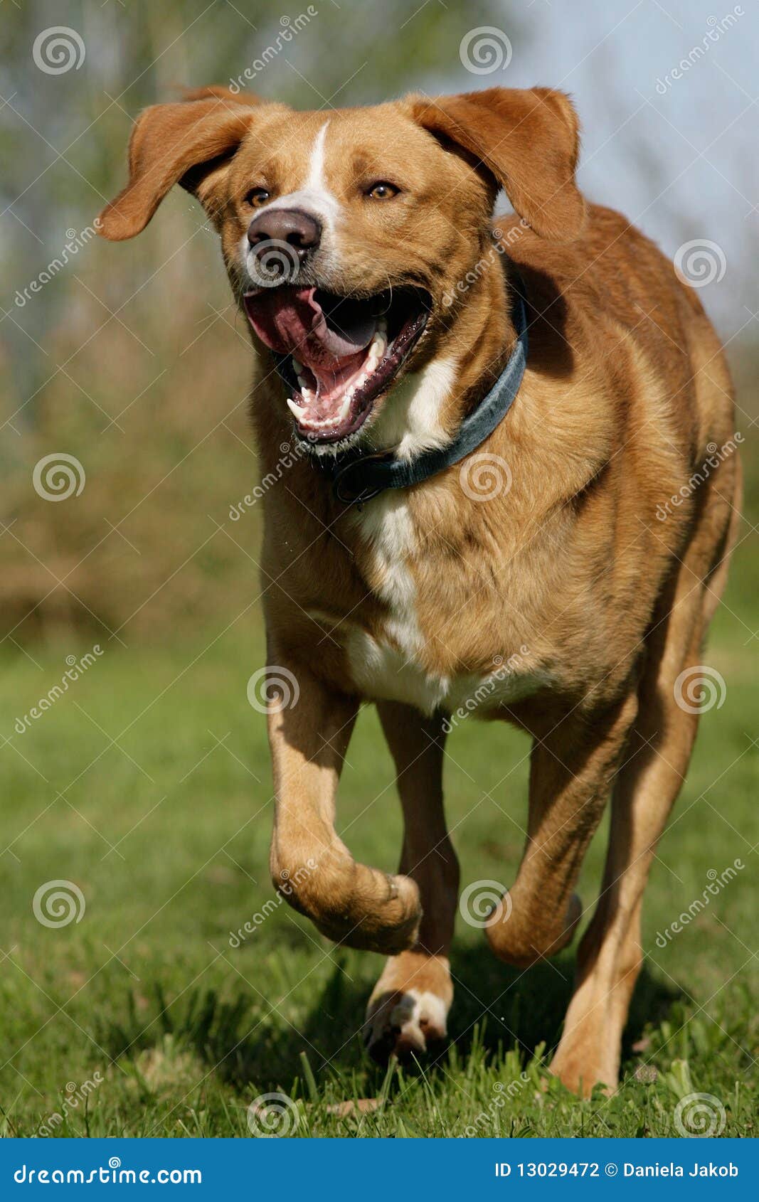Running dog stock photo. Image of natural, female, curious - 13029472
