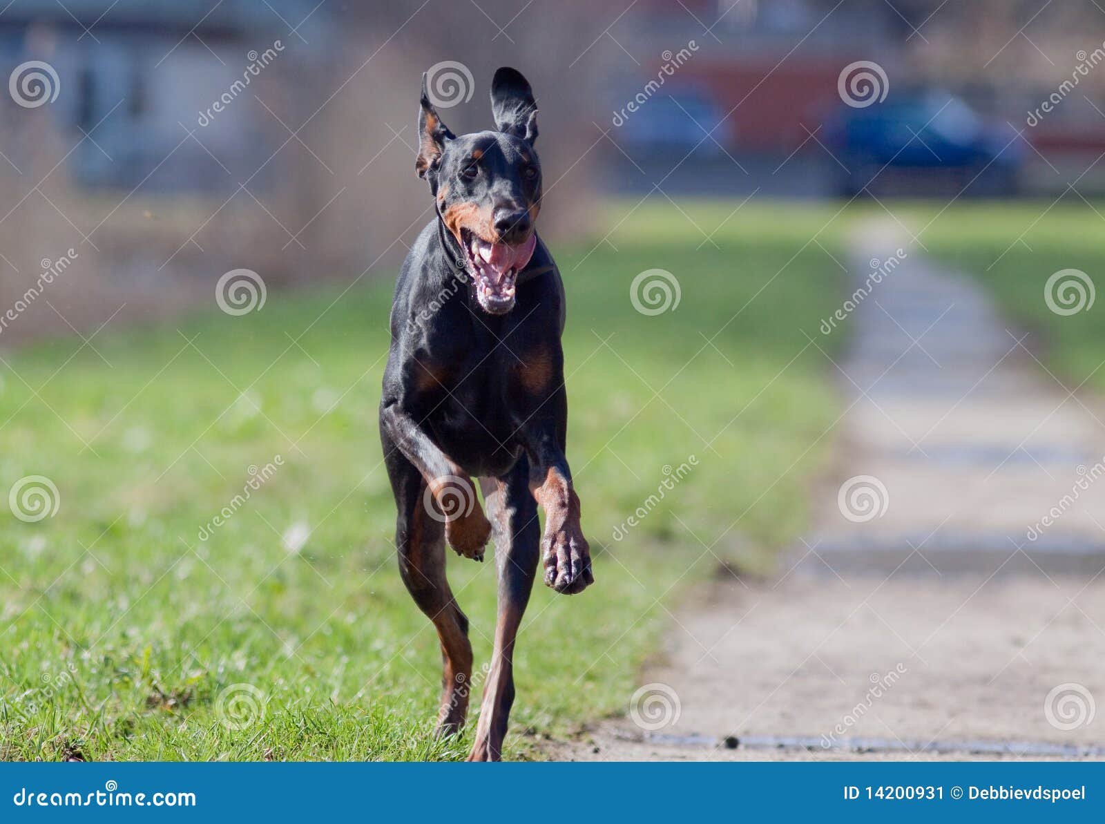Running dog stock image. Image of fauna, animal, action - 14200931