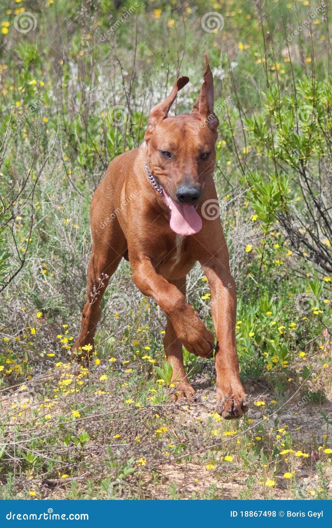 Rhodesian Ridgeback Running Stock Photo - Image of nature, ridgeback ...