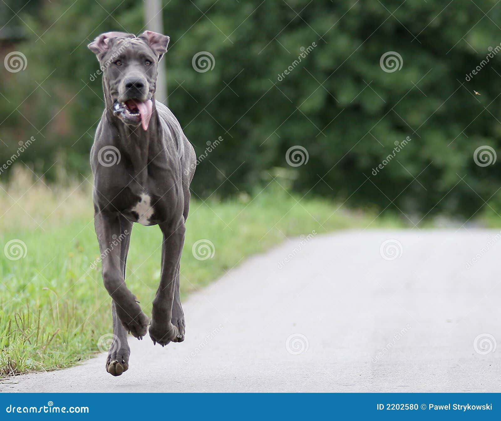 Running dog stock photo. Image of animals, branches, mammal - 2202580