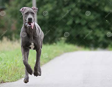 Running dog stock photo. Image of animals, branches, mammal - 2202580