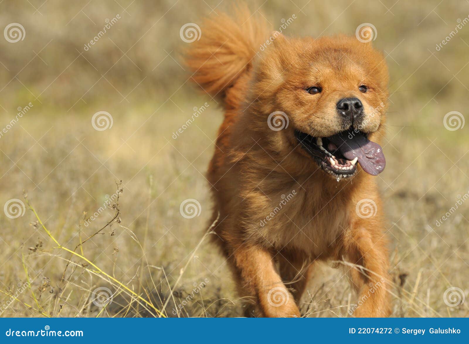Running dog stock photo. Image of closeup, freedom, adorable - 22074272