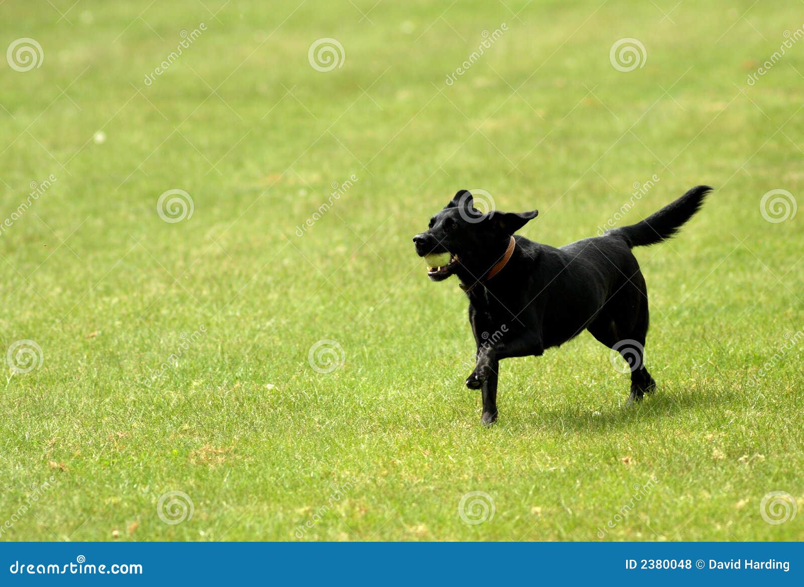 Running dog stock photo. Image of speed, running, movement - 2380048