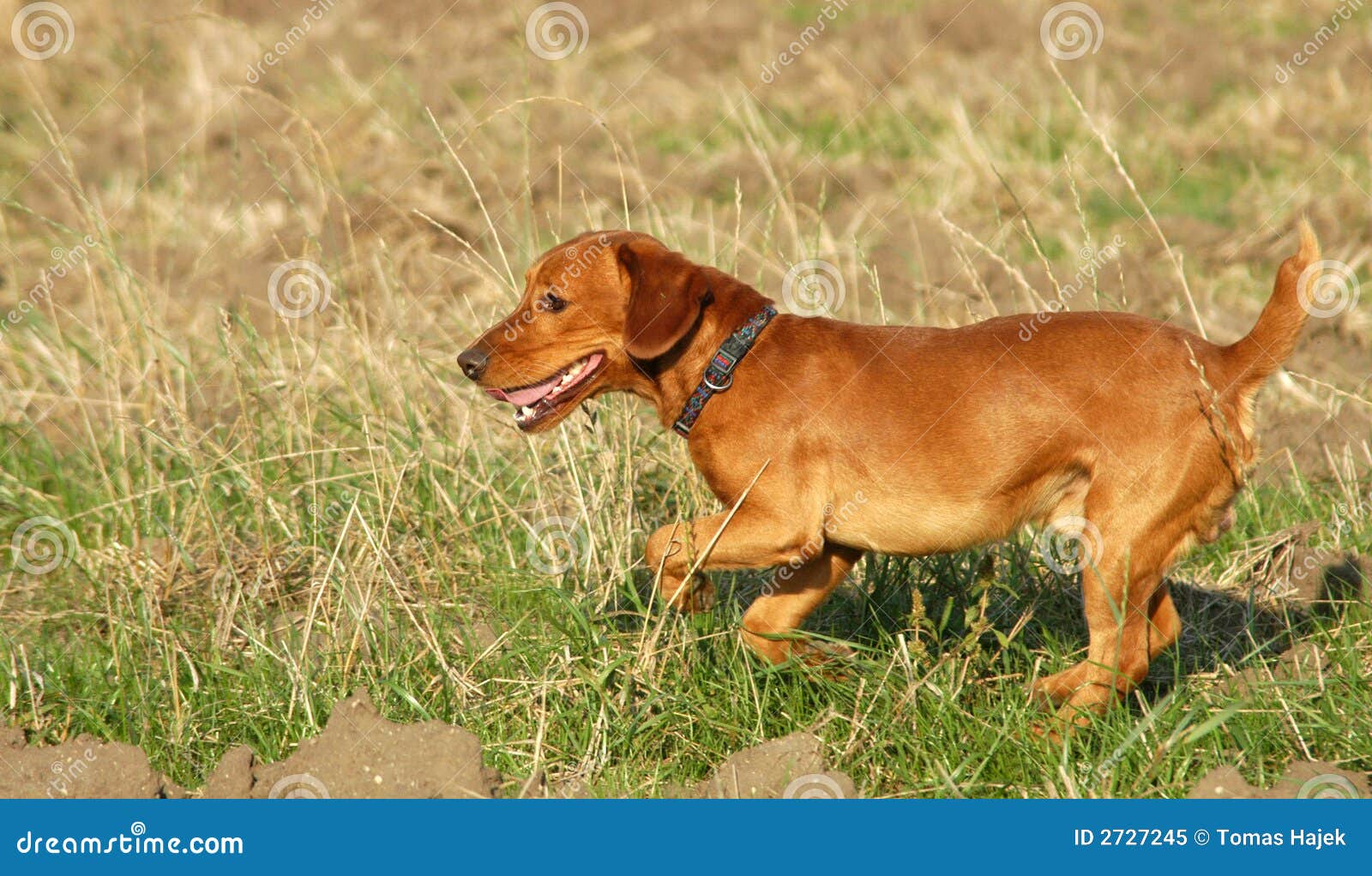 Running dog stock image. Image of animal, rush, hurry - 2727245