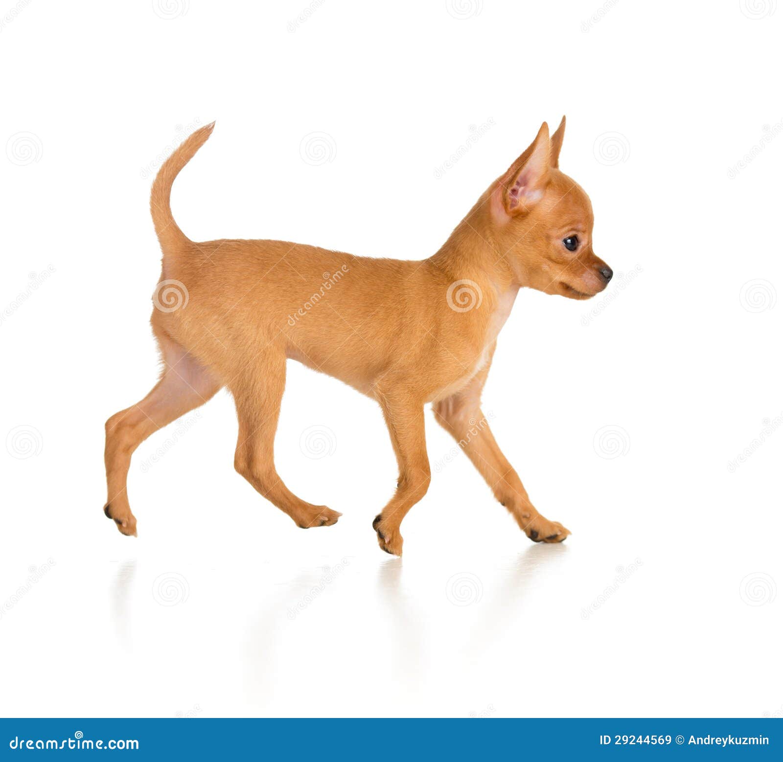 Puppy Running Side View
