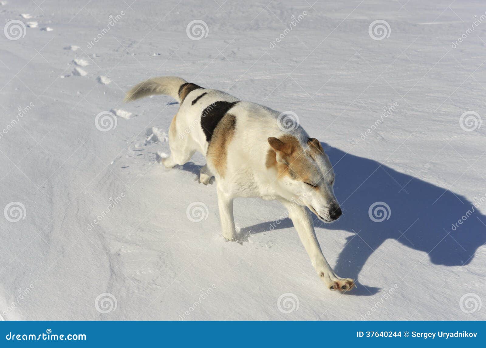 Running Dog stock photo. Image of doggy, play, beautiful - 37640244