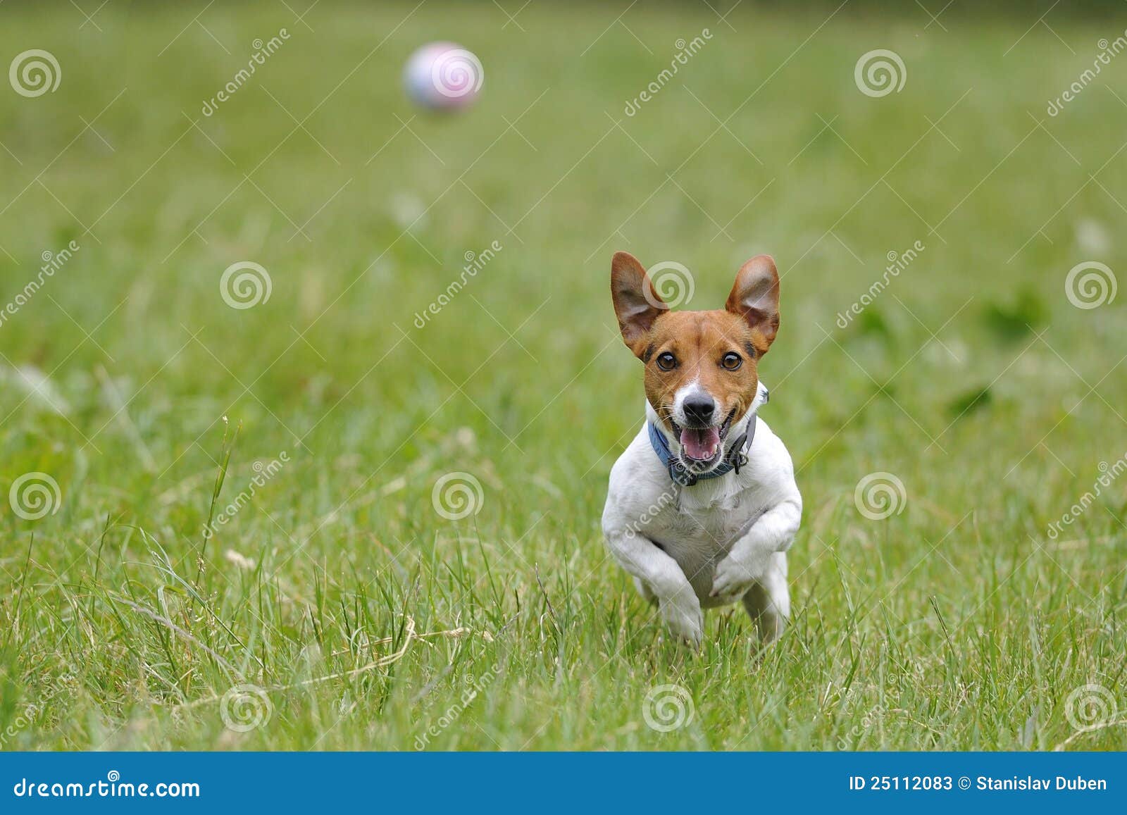 Running dog for a ball stock image. Image of grass, domestic - 25112083