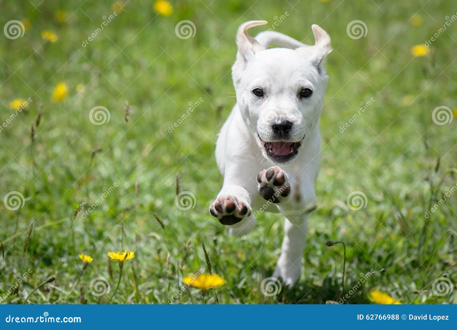 Running dog stock photo. Image of happy, green, park - 62766988