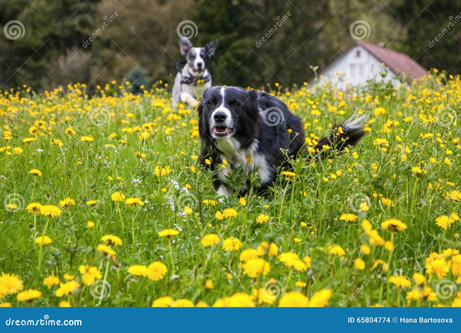 Running Dog (border Collie) in Spring Meadow Stock Photo - Image of ...