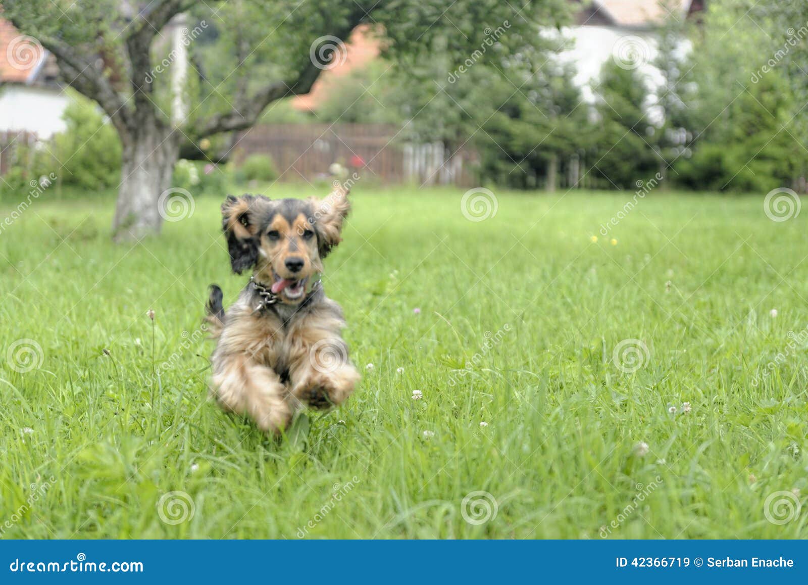 Running dog stock image. Image of freedom, playful, green - 42366719