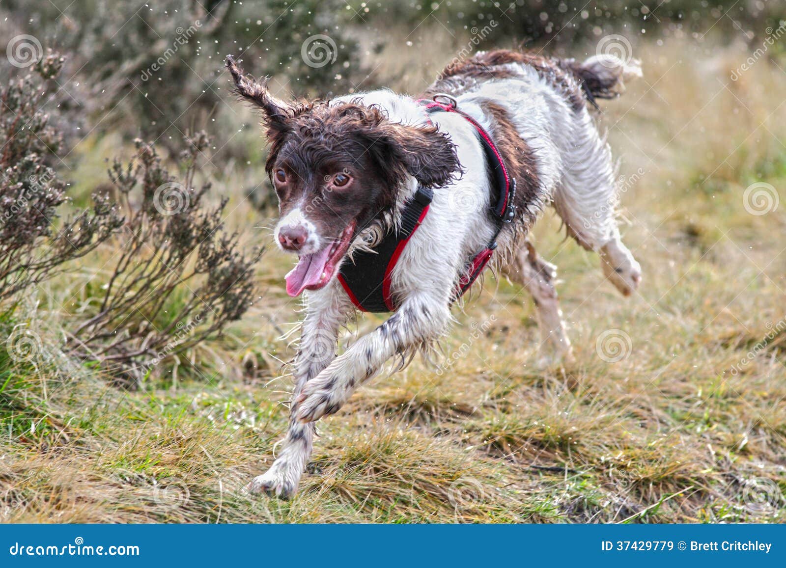 Running dog stock image. Image of running, healthy, springer - 37429779